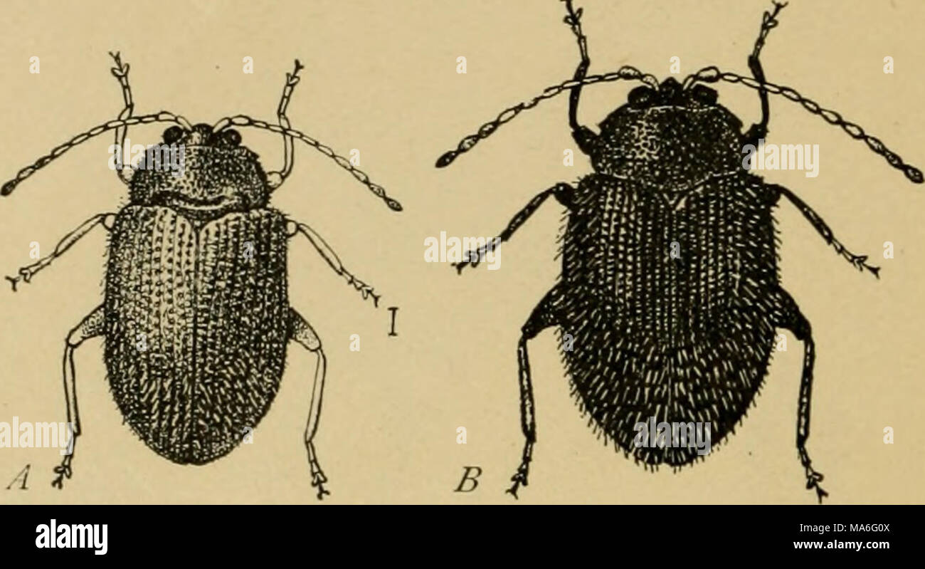 Northern corn rootworm beetle hi-res stock photography and images - Alamy