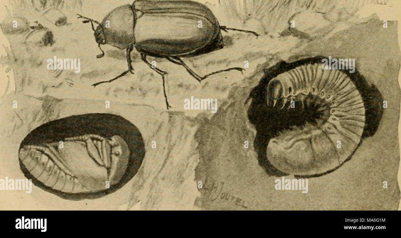 . Elementary entomology . Fig. 215. May-beetle [Lachnostema sp ...