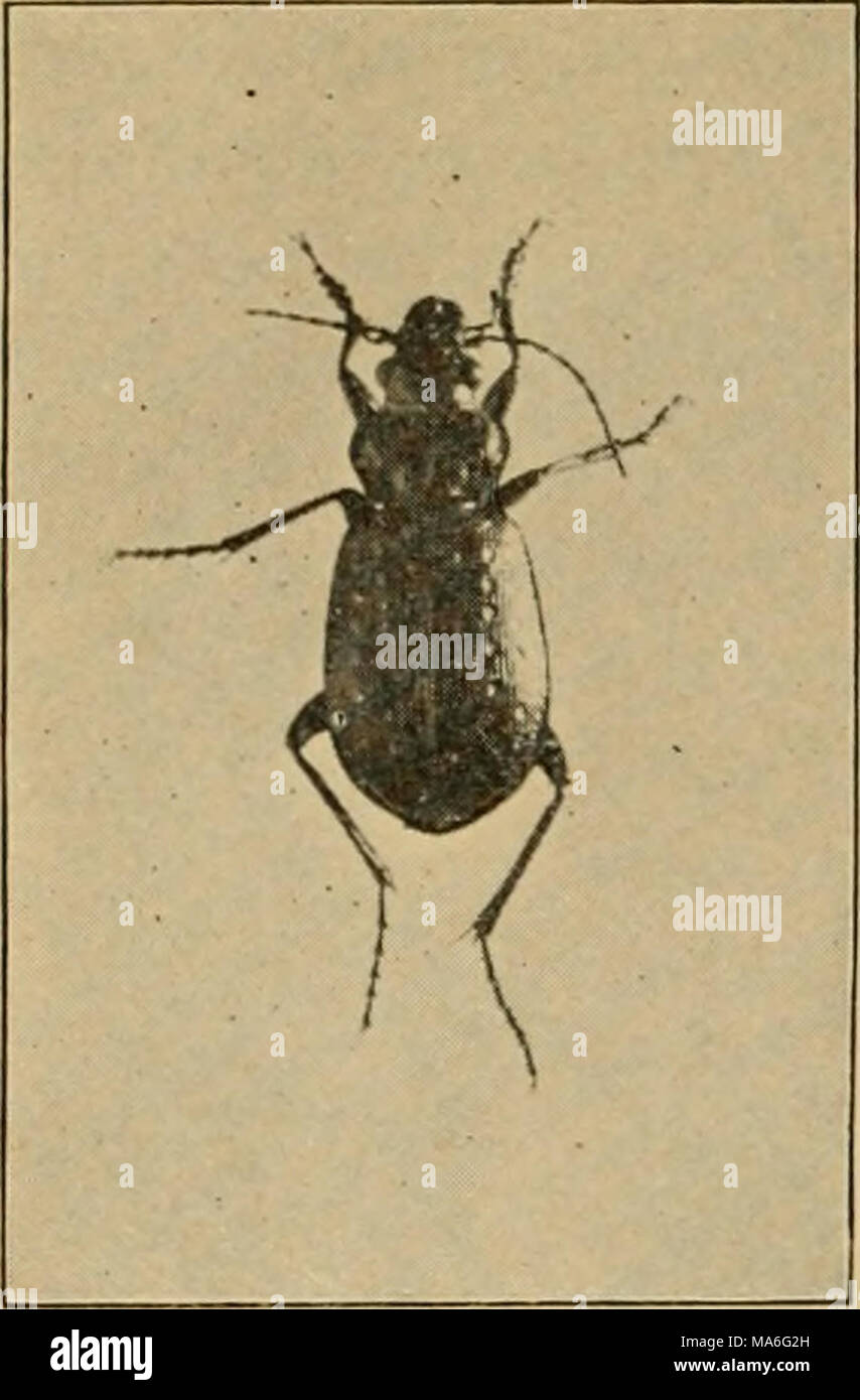 Small diving beetles hi-res stock photography and images - Alamy