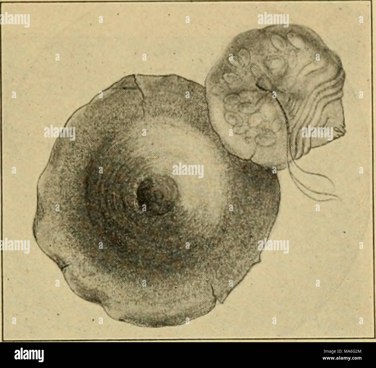 San jose scale insect pest hi-res stock photography and images - Alamy