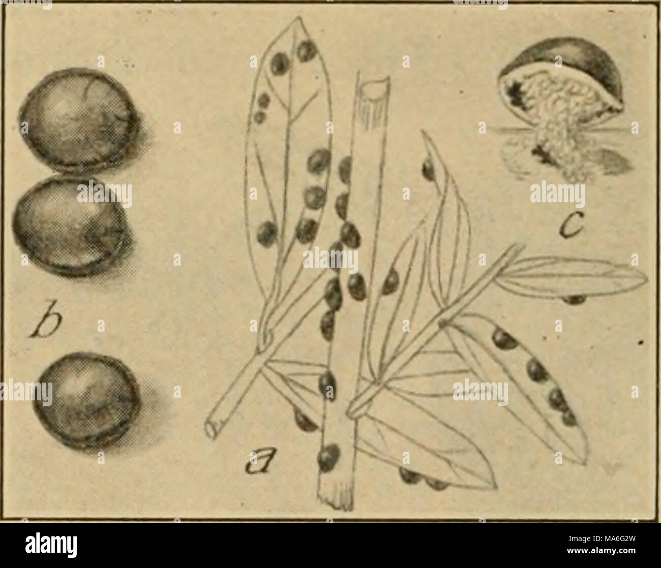 Olive on a scale hi-res stock photography and images - Alamy