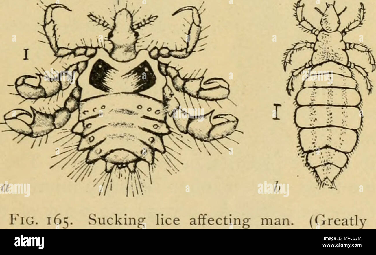 . Elementary entomology . man. (Greatly lice affecting enlarged)