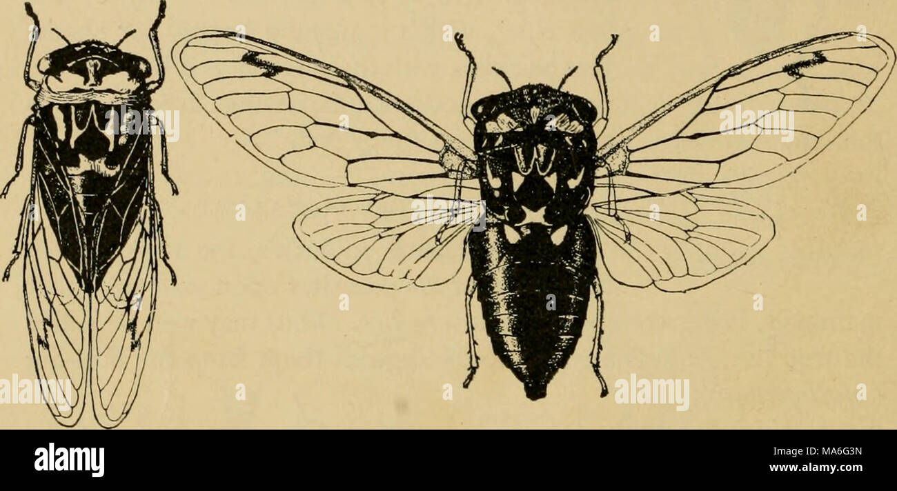 Periodical locusts hi-res stock photography and images - Alamy