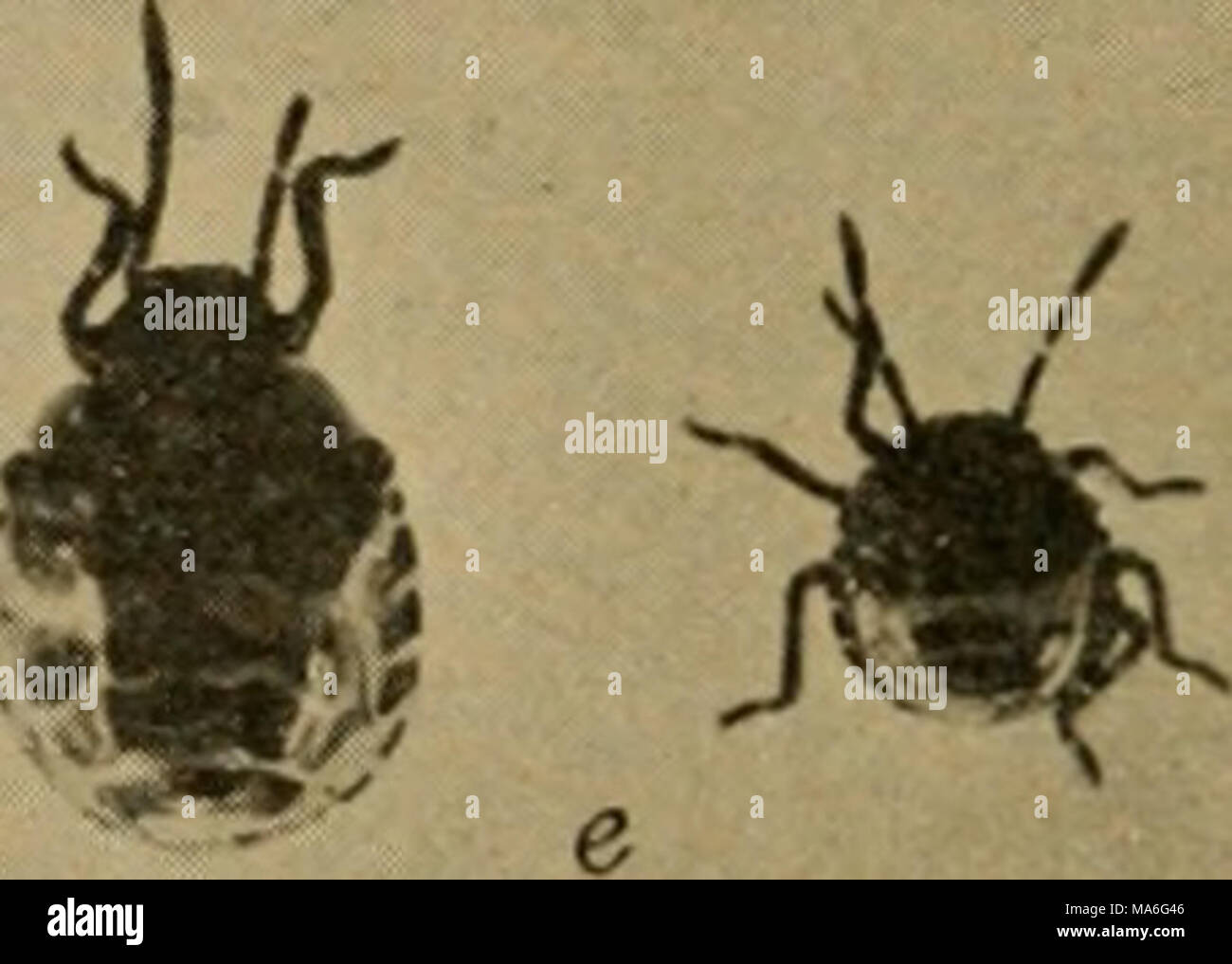 Harlequin cabbage bug hi-res stock photography and images - Alamy
