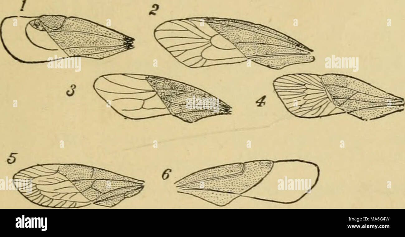 . Elementary entomology . Fig. 139. Fore-wings of Heteroptera, showing ...