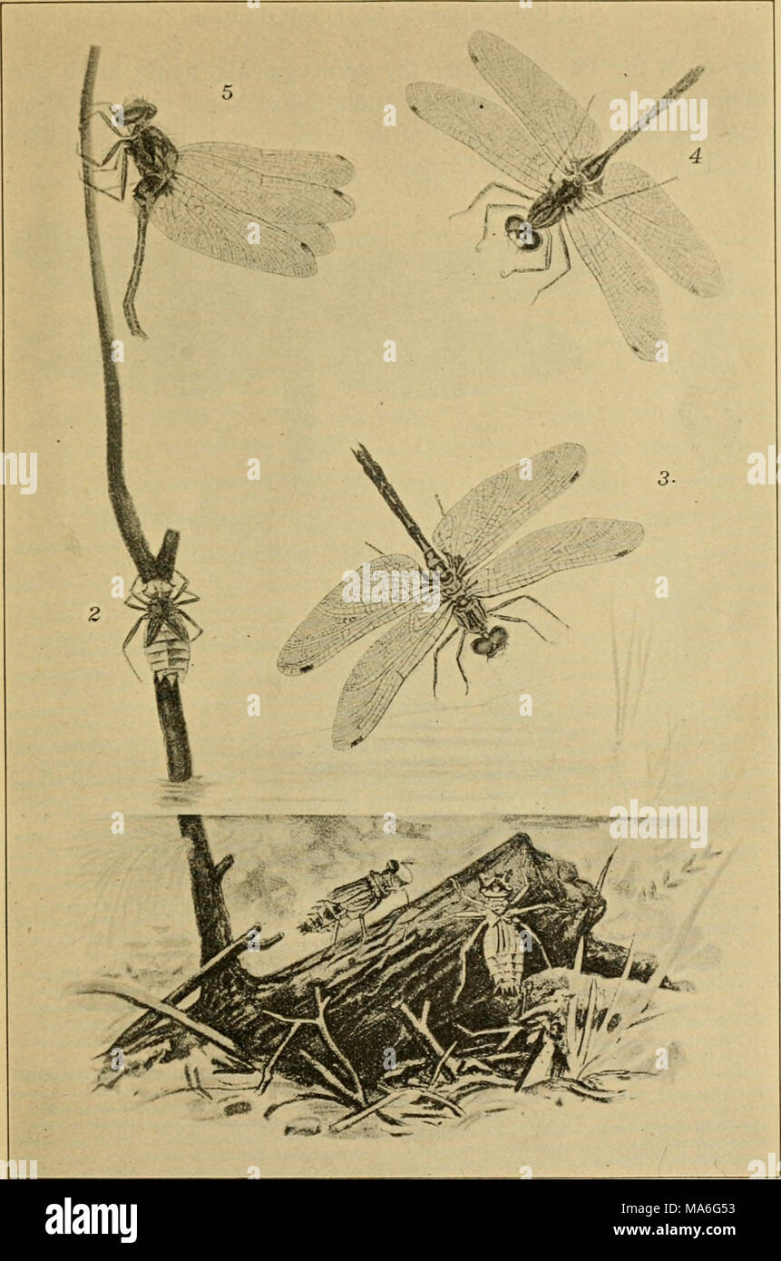 . Elementary entomology . Fig. 131. Development of a dragon-fly ...