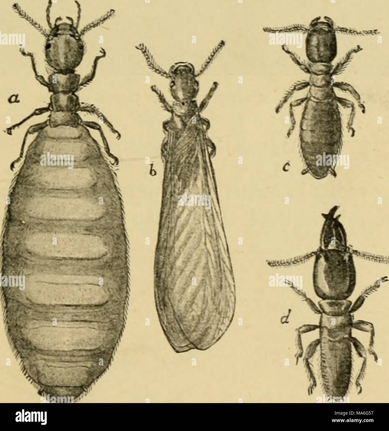 Jordan insects hi-res stock photography and images - Alamy