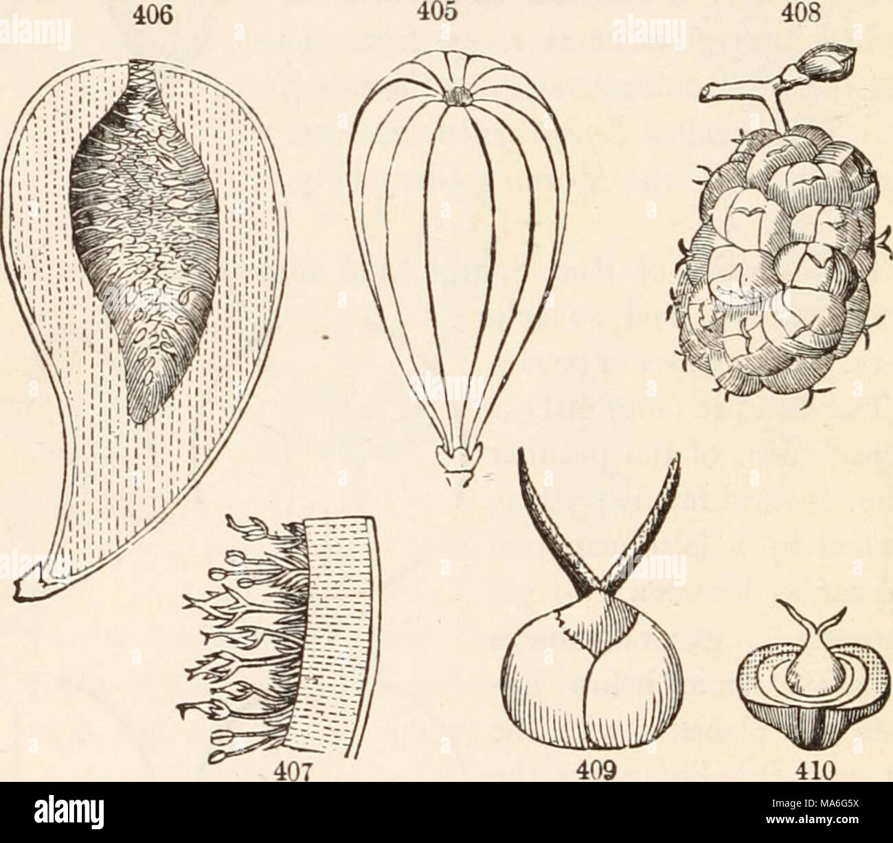 . The elements of botany for beginners and for schools Stock Photo - Alamy
