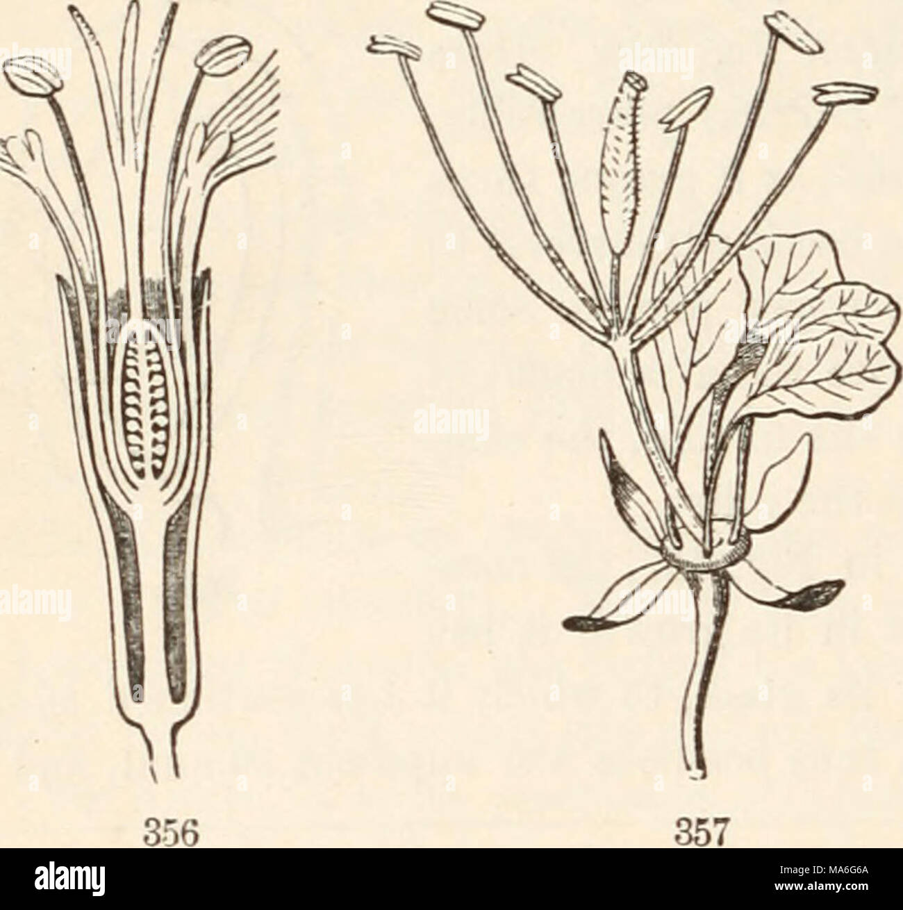 . The elements of botany for beginners and for schools Stock Photo - Alamy