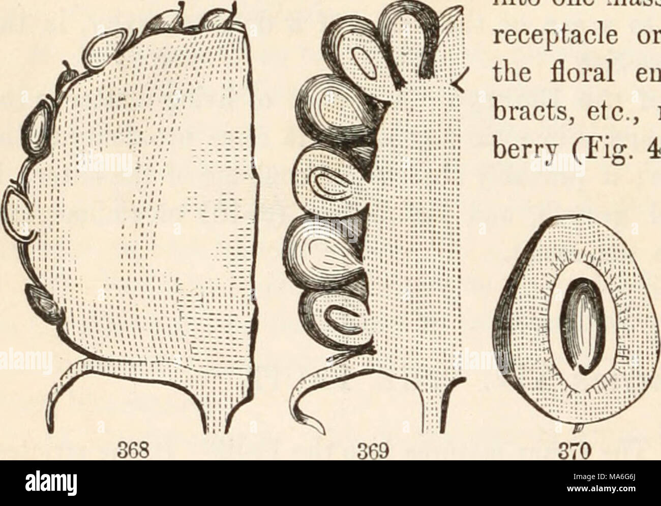 . The elements of botany for beginners and for schools Stock Photo - Alamy