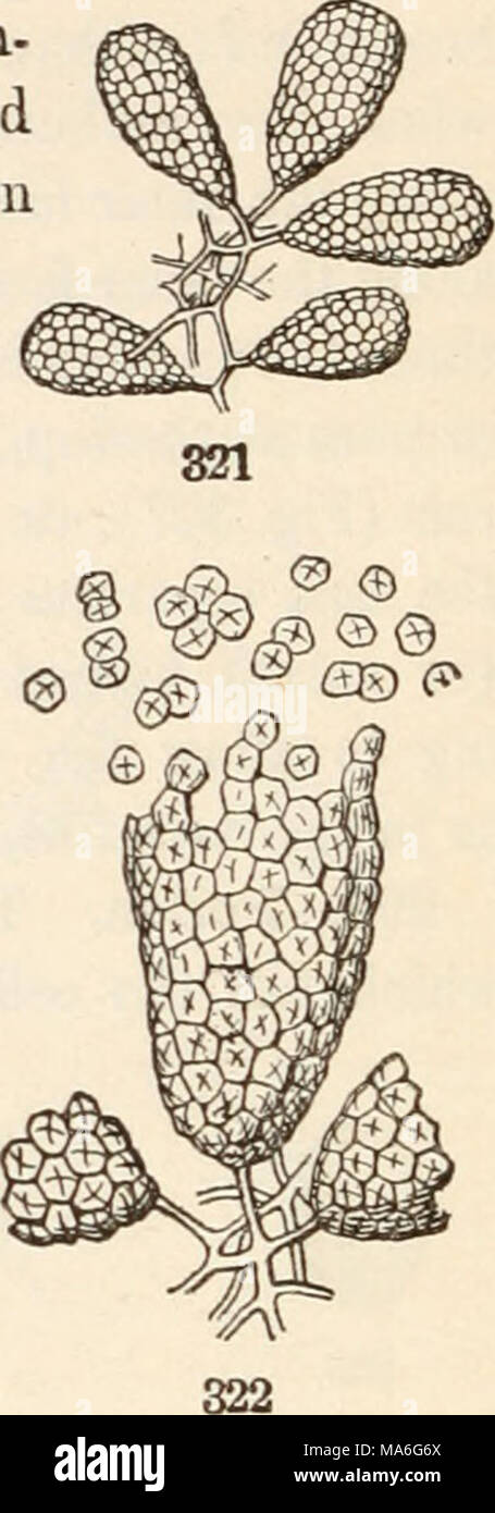. The elements of botany for beginners and for schools Stock Photo - Alamy