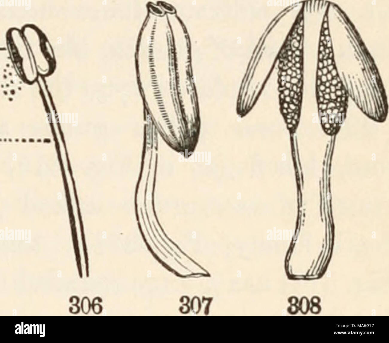 . The elements of botany for beginners and for schools Stock Photo - Alamy