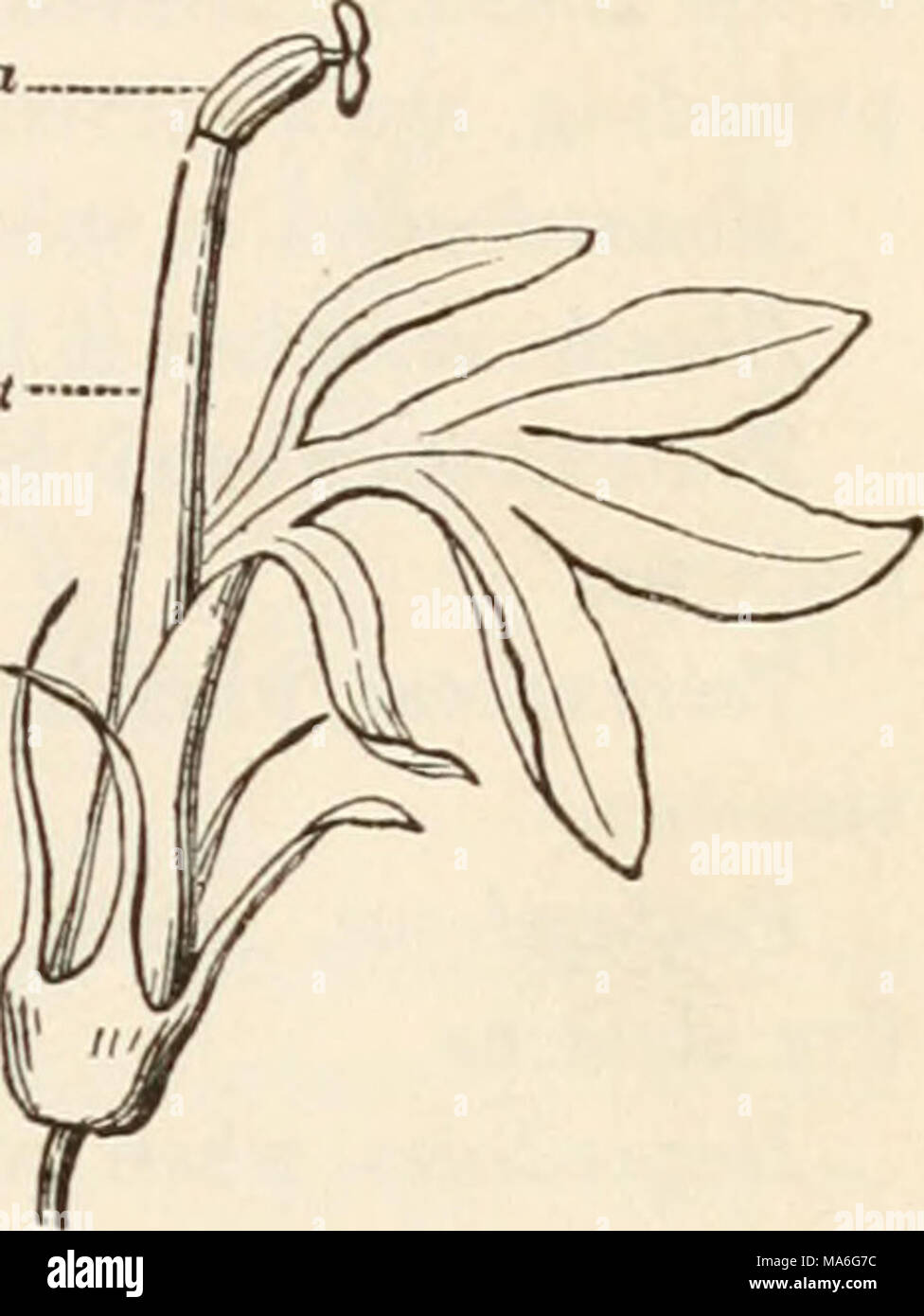 . The elements of botany for beginners and for schools Stock Photo - Alamy