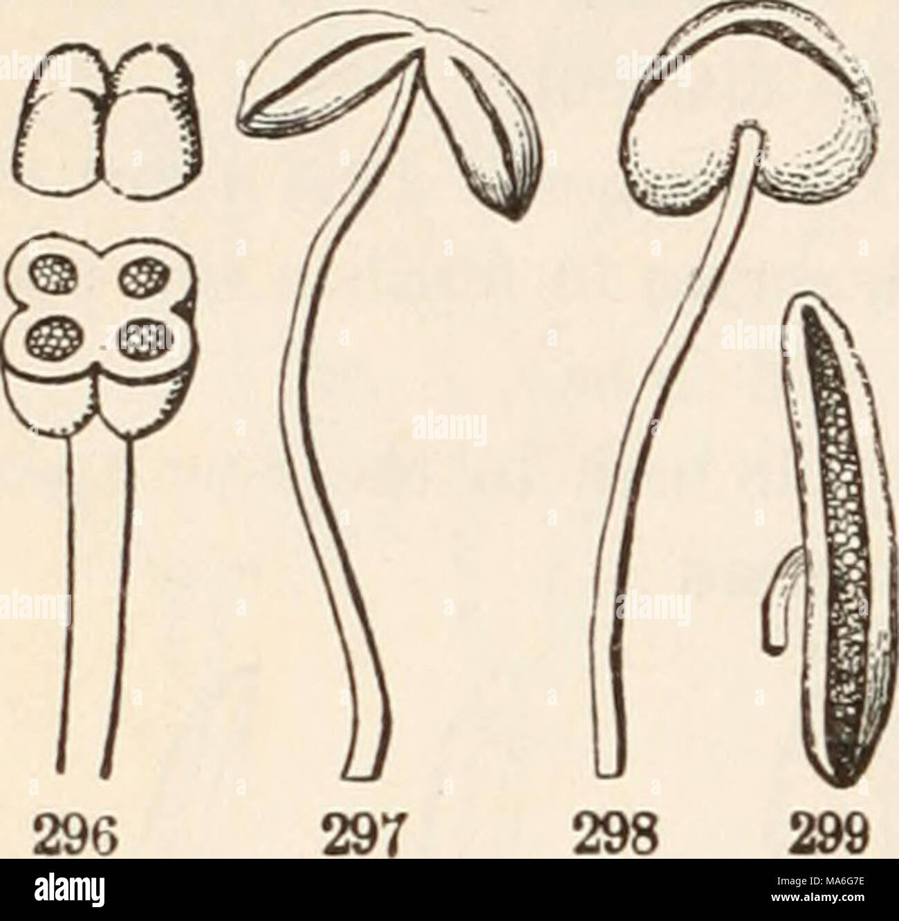 . The elements of botany for beginners and for schools Stock Photo - Alamy