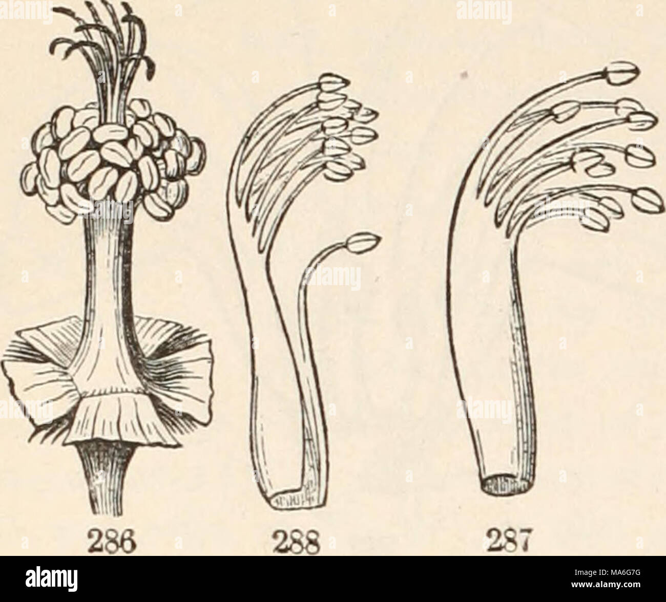 . The elements of botany for beginners and for schools Stock Photo - Alamy