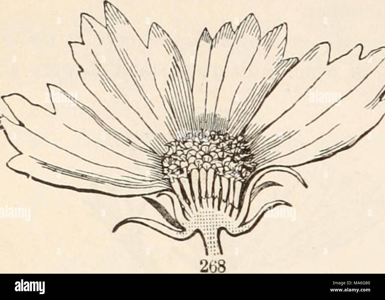 . The elements of botany for beginners and for schools Stock Photo - Alamy