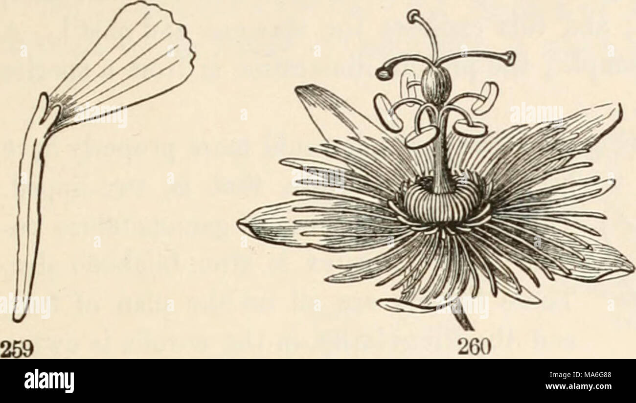 . The elements of botany for beginners and for schools Stock Photo - Alamy