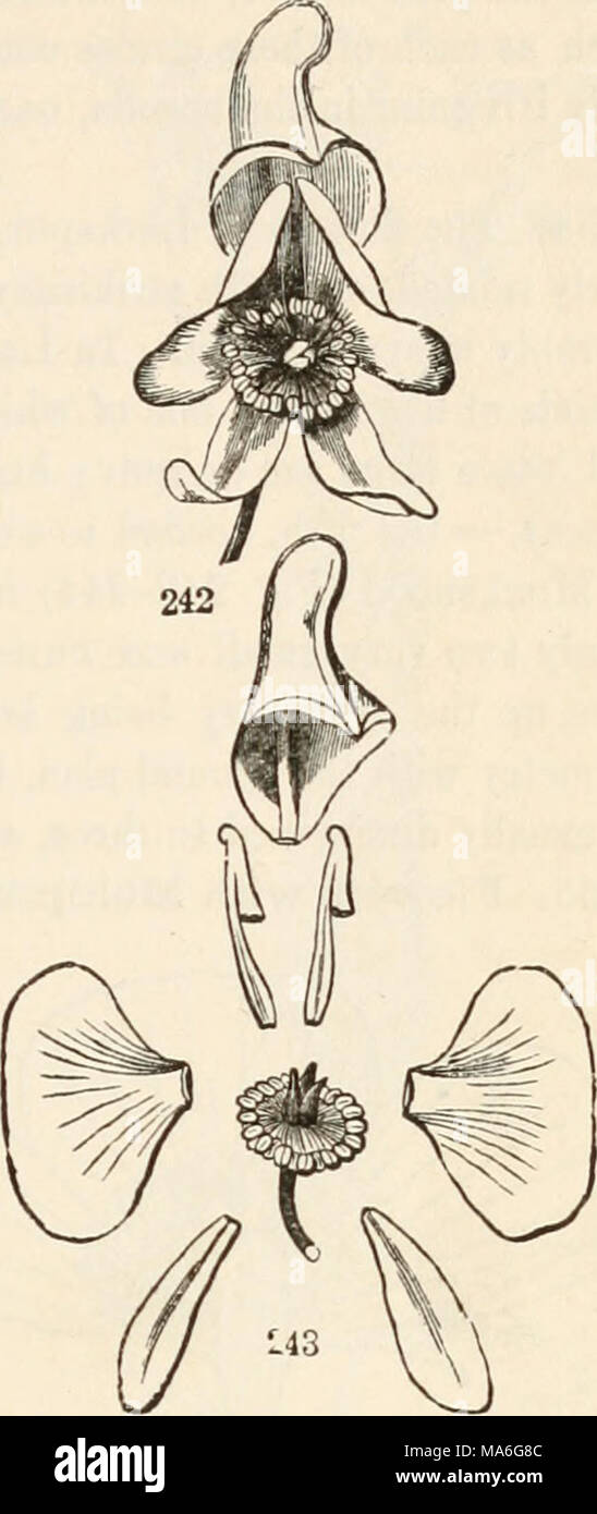 . The elements of botany for beginners and for schools Stock Photo - Alamy