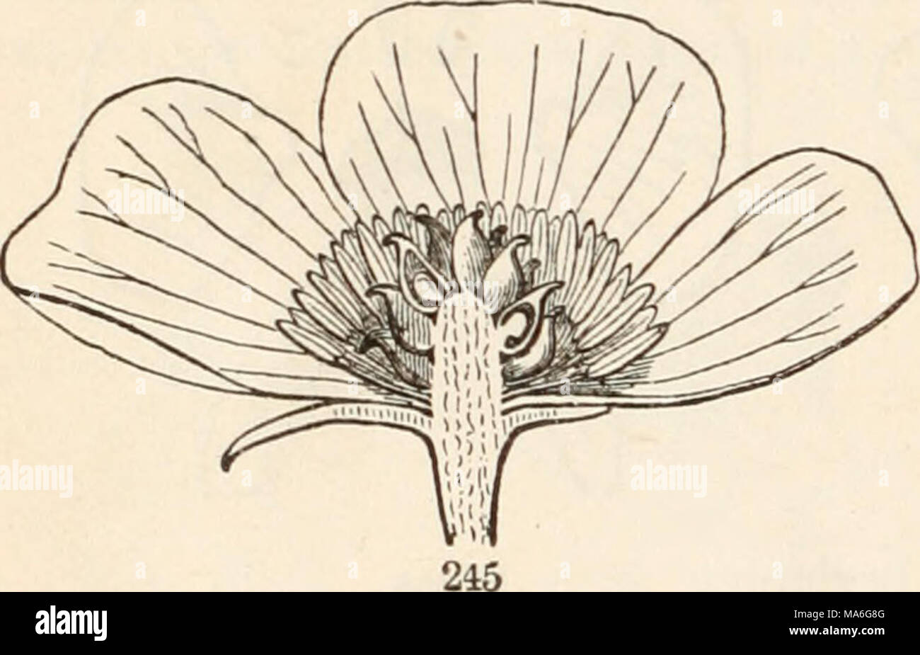 . The elements of botany for beginners and for schools Stock Photo - Alamy