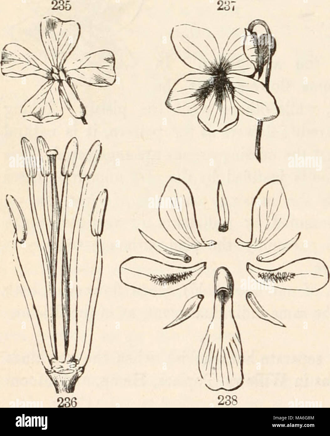 . The elements of botany for beginners and for schools Stock Photo - Alamy