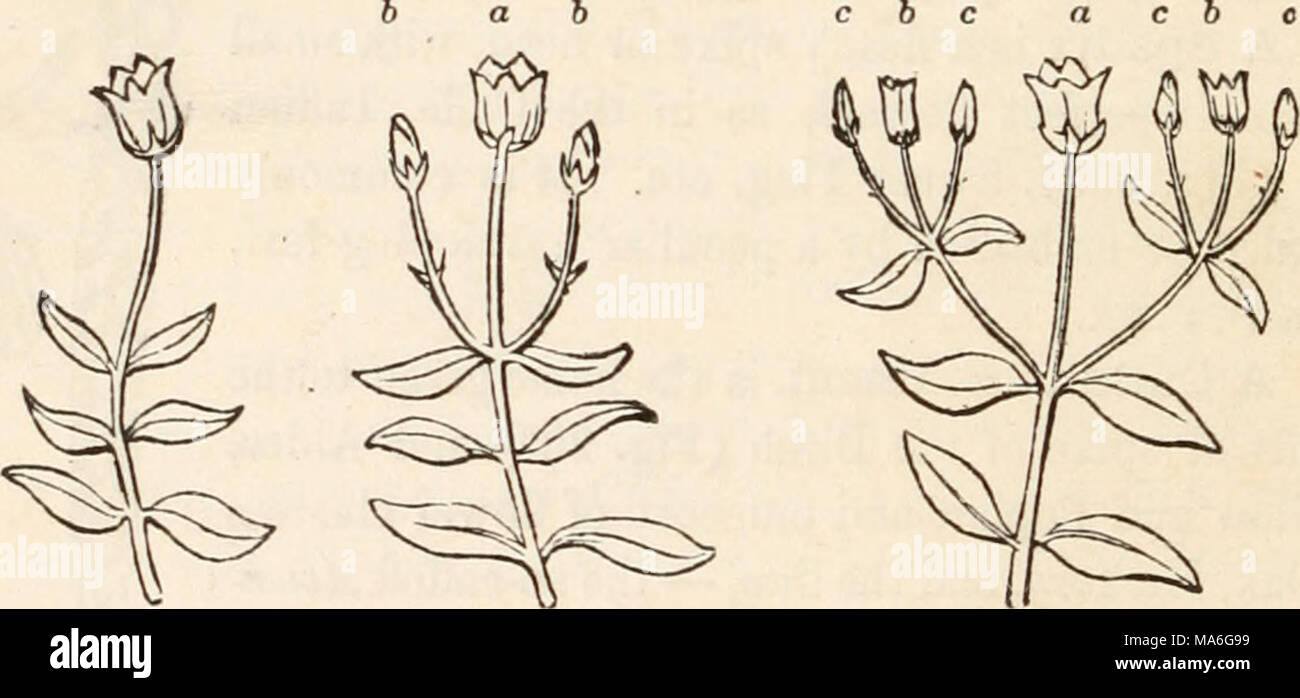 . The elements of botany for beginners and for schools Stock Photo - Alamy