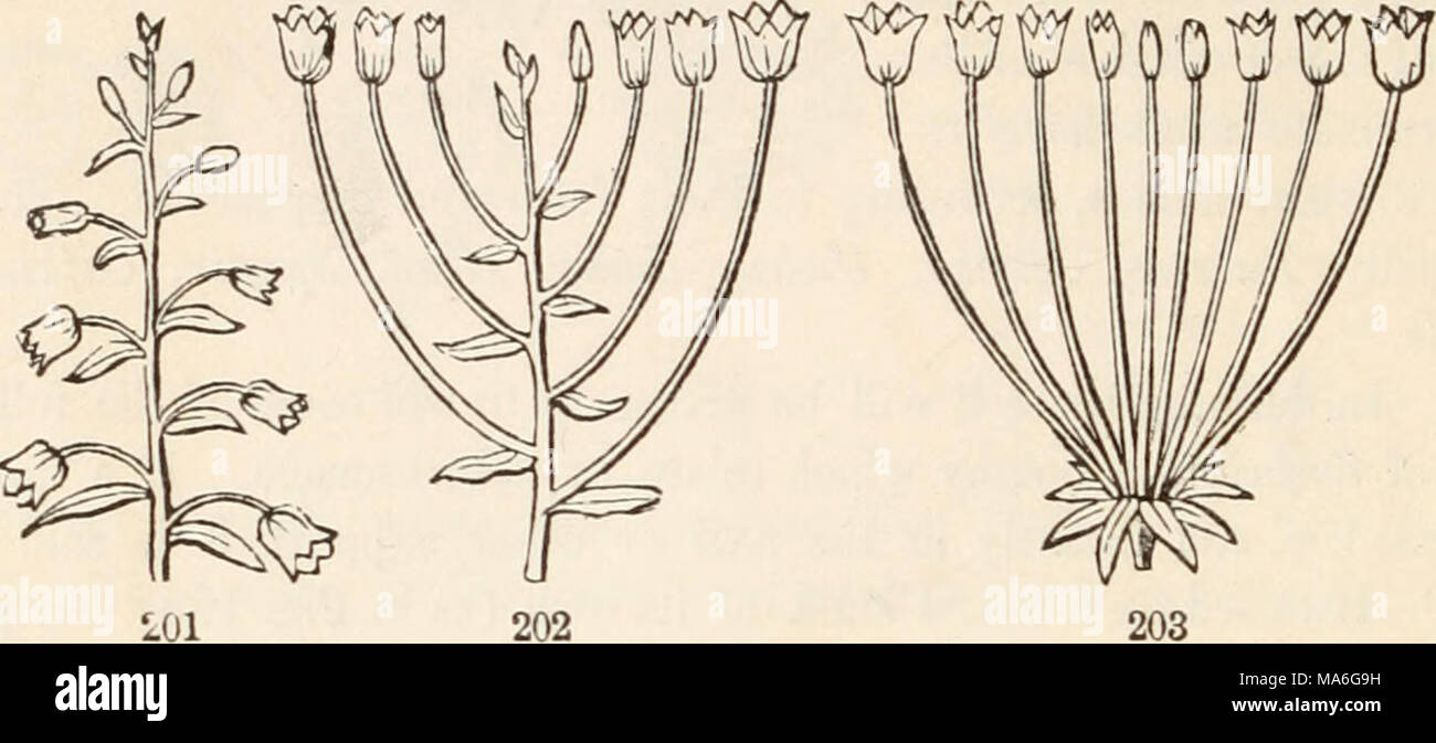 . The elements of botany for beginners and for schools Stock Photo - Alamy