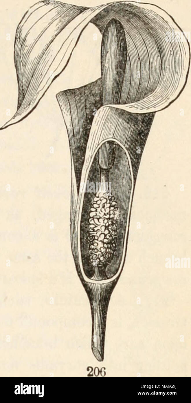 . The elements of botany for beginners and for schools Stock Photo - Alamy