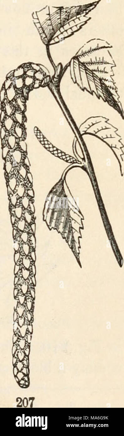 . The elements of botany for beginners and for schools Stock Photo - Alamy