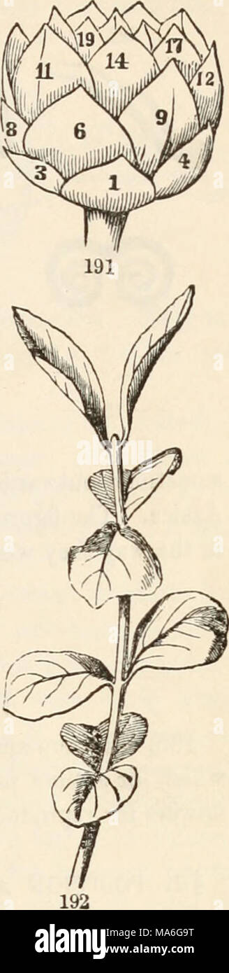 . The elements of botany for beginners and for schools Stock Photo - Alamy
