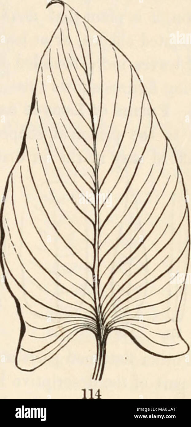 . The elements of botany for beginners and for schools Stock Photo - Alamy