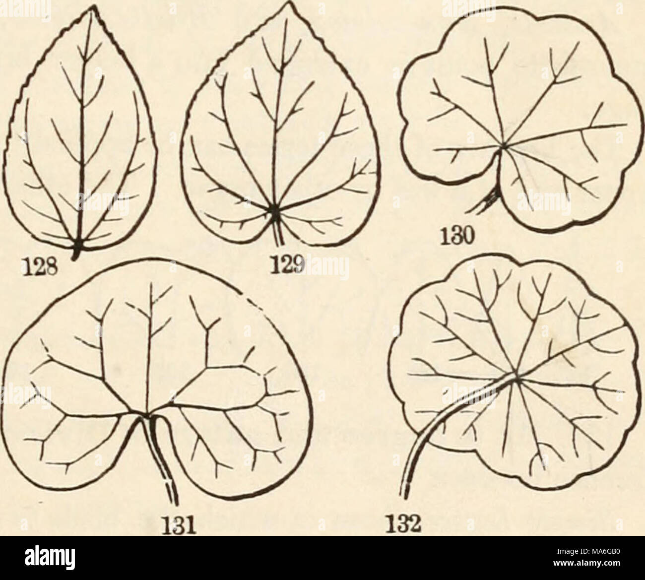 . The elements of botany for beginners and for schools Stock Photo - Alamy