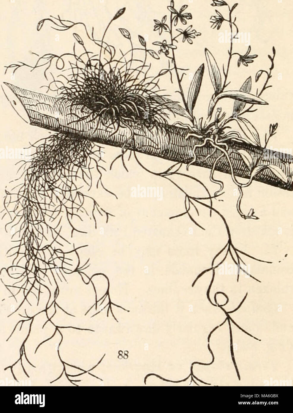. The elements of botany for beginners and for schools Stock Photo - Alamy