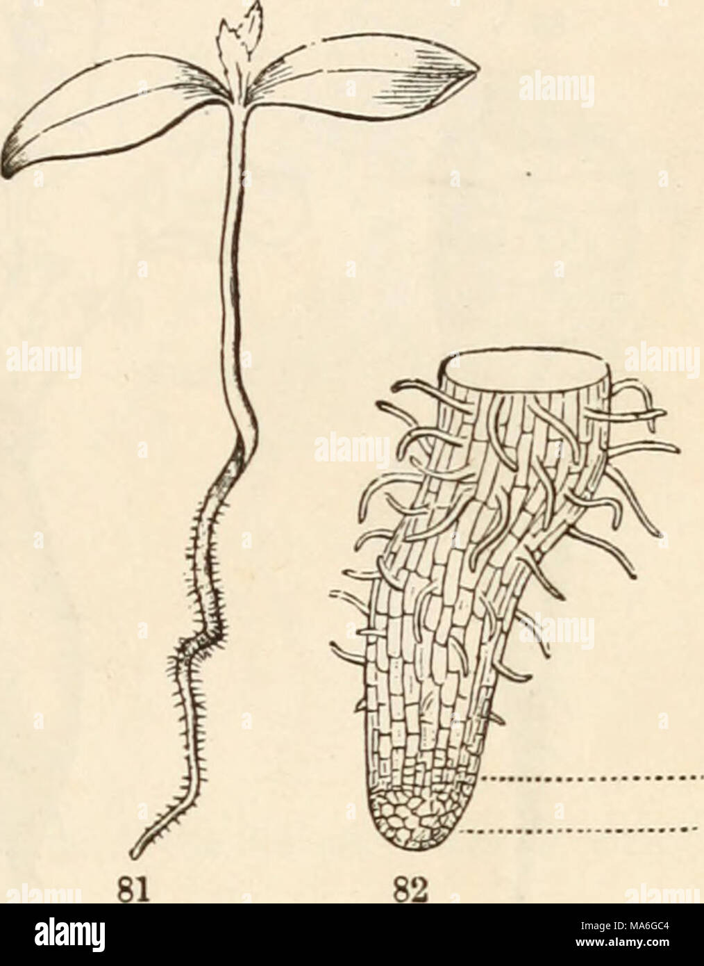 . The elements of botany for beginners and for schools Stock Photo - Alamy