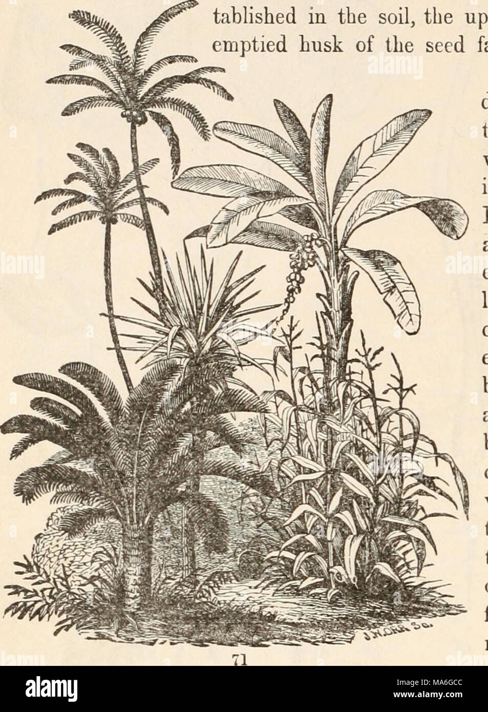 . The elements of botany for beginners and for schools Stock Photo - Alamy