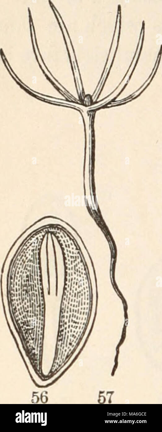 . The elements of botany for beginners and for schools Stock Photo - Alamy
