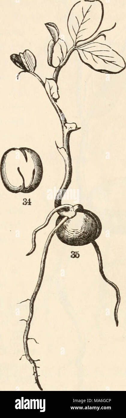 . The elements of botany for beginners and for schools Stock Photo - Alamy