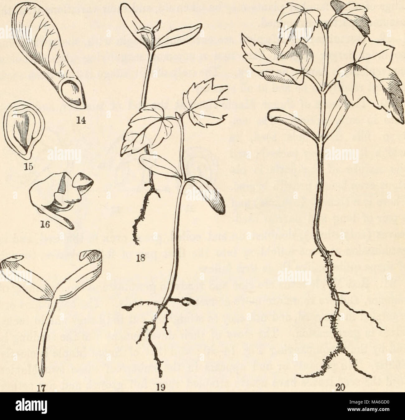 . The elements of botany for beginners and for schools Stock Photo - Alamy