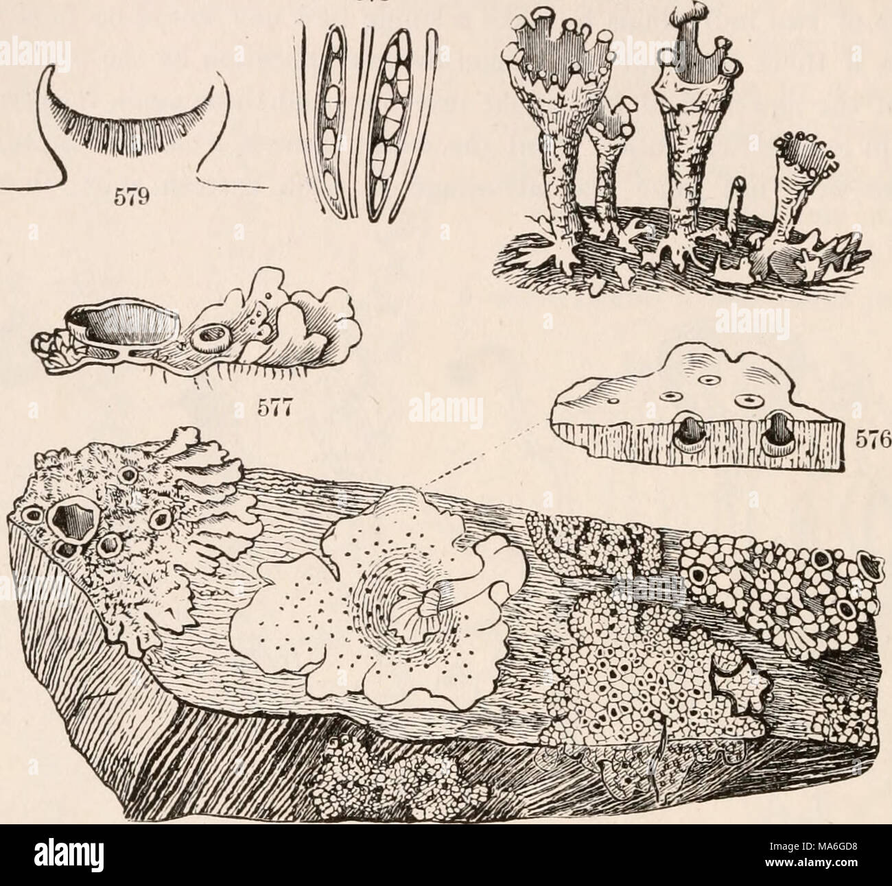 . The elements of botany for beginners and for schools Stock Photo - Alamy