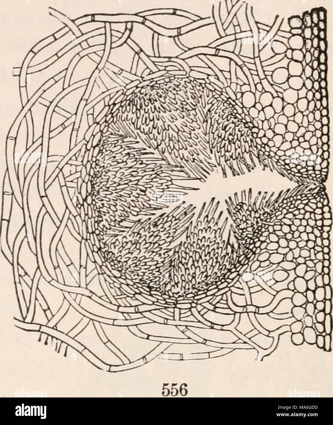 . The elements of botany for beginners and for schools Stock Photo - Alamy