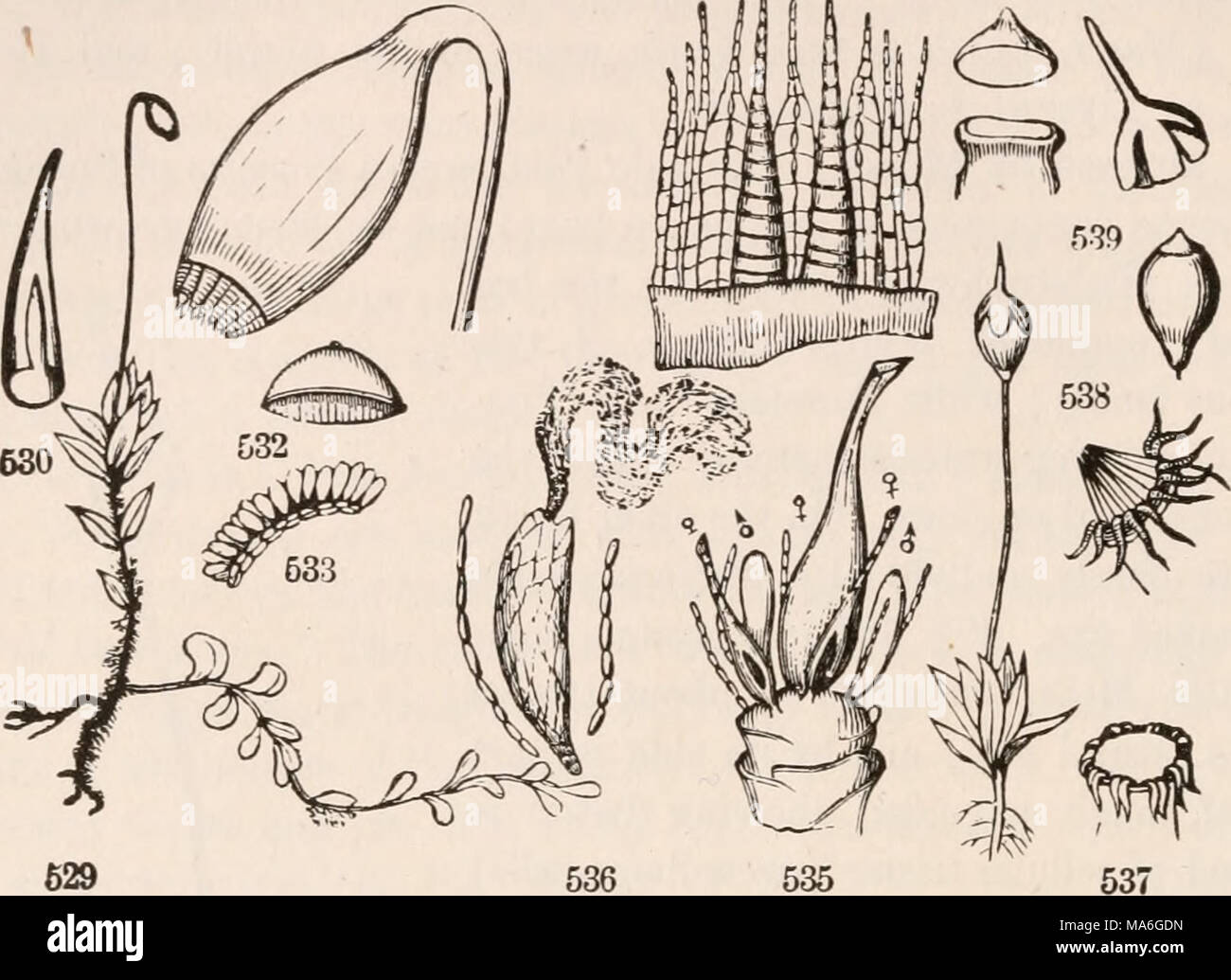 . The elements of botany for beginners and for schools Stock Photo - Alamy