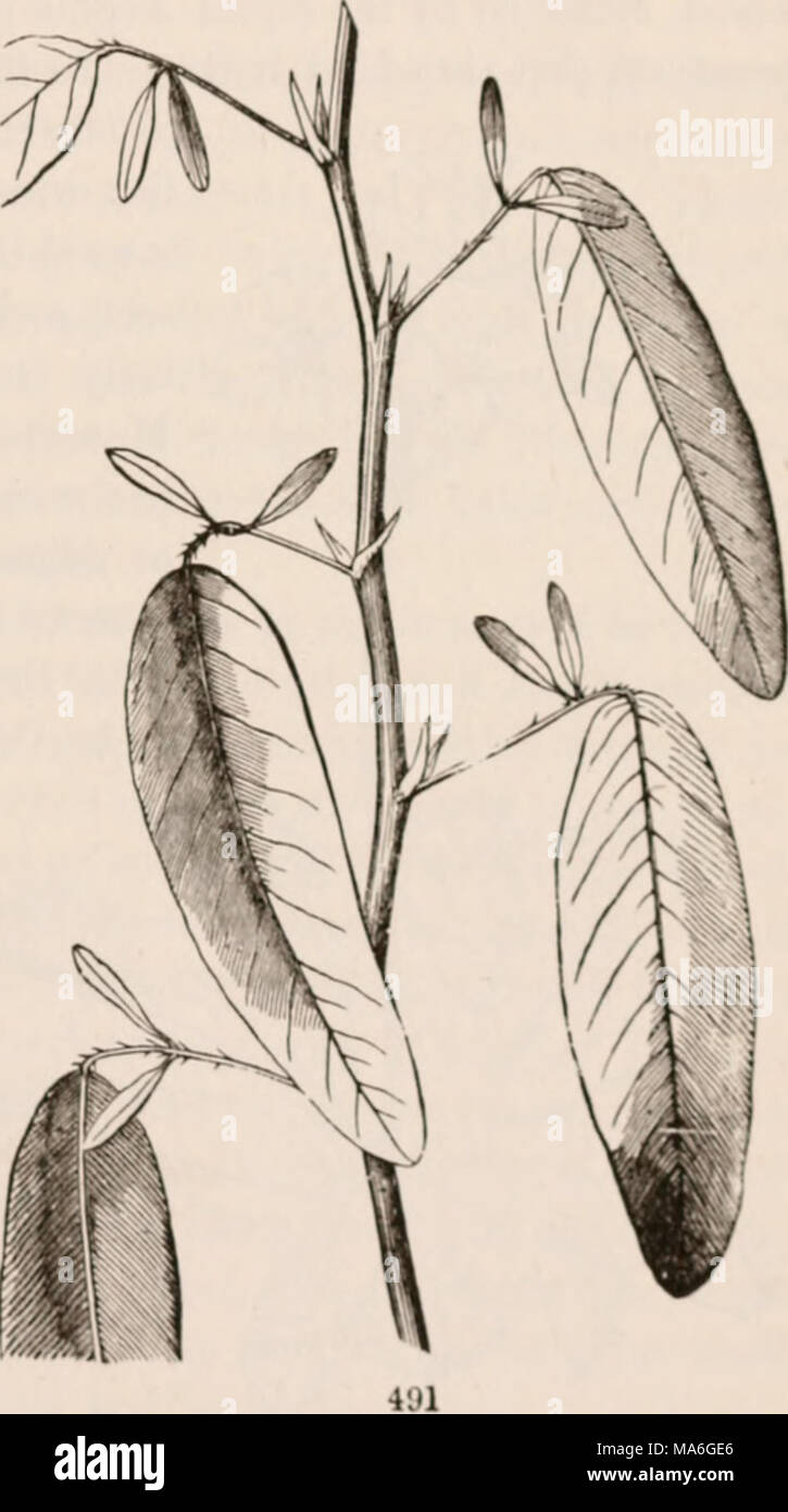 . The elements of botany for beginners and for schools Stock Photo - Alamy