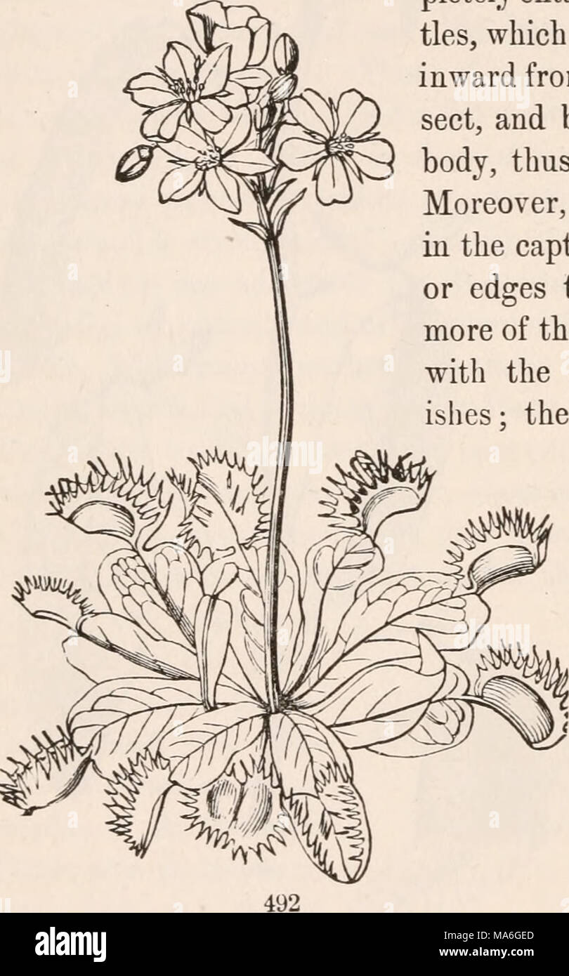 . The elements of botany for beginners and for schools Stock Photo - Alamy