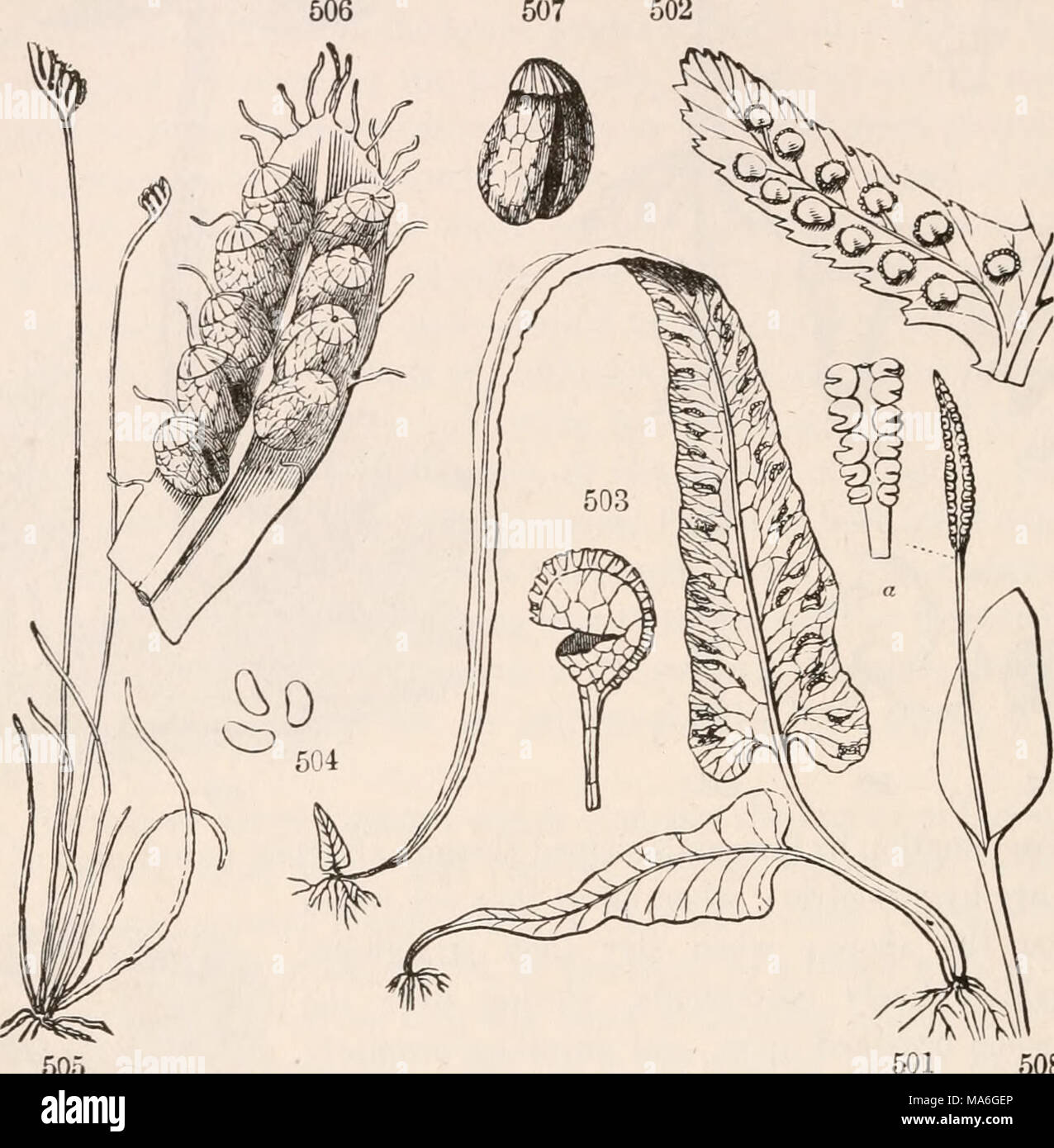 . The elements of botany for beginners and for schools Stock Photo - Alamy