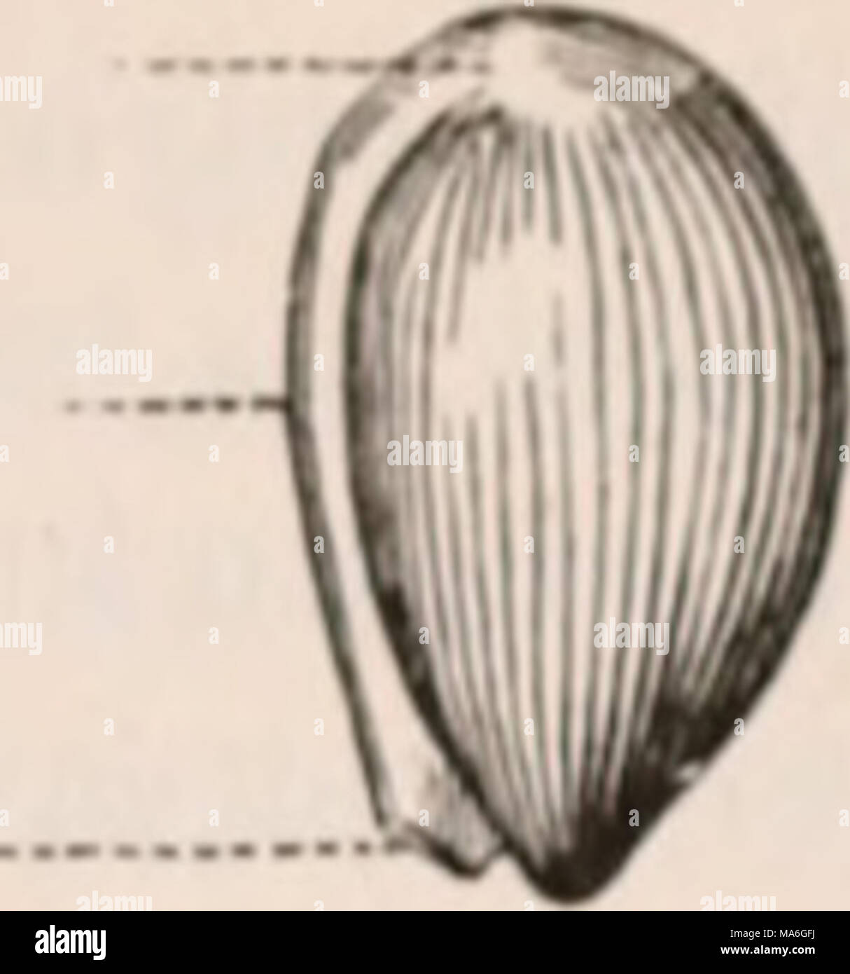 . The elements of botany for beginners and for schools Stock Photo - Alamy
