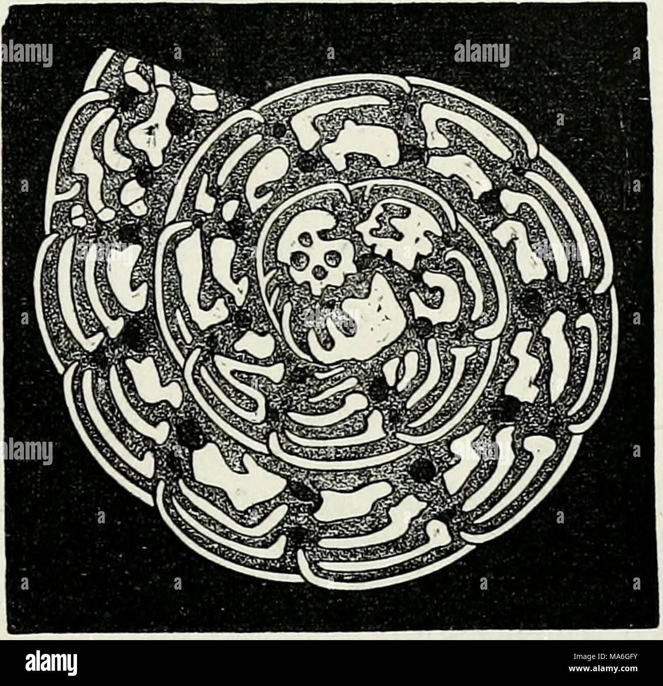. Elements of Comparative Anatomy Stock Photo - Alamy