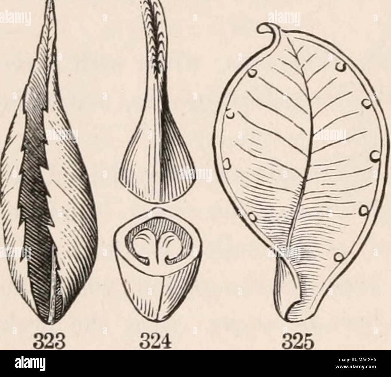 . The elements of botany for beginners and for schools Stock Photo - Alamy