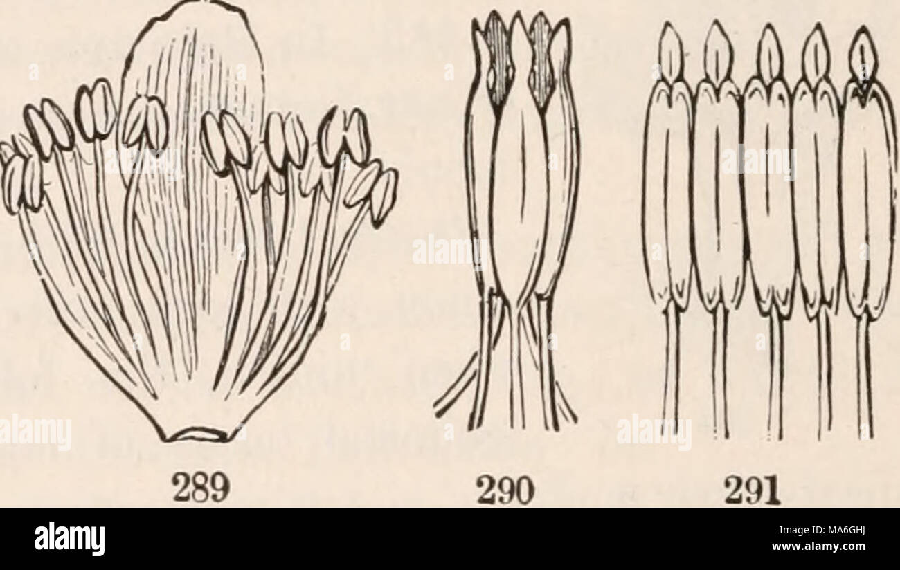 . The elements of botany for beginners and for schools Stock Photo - Alamy