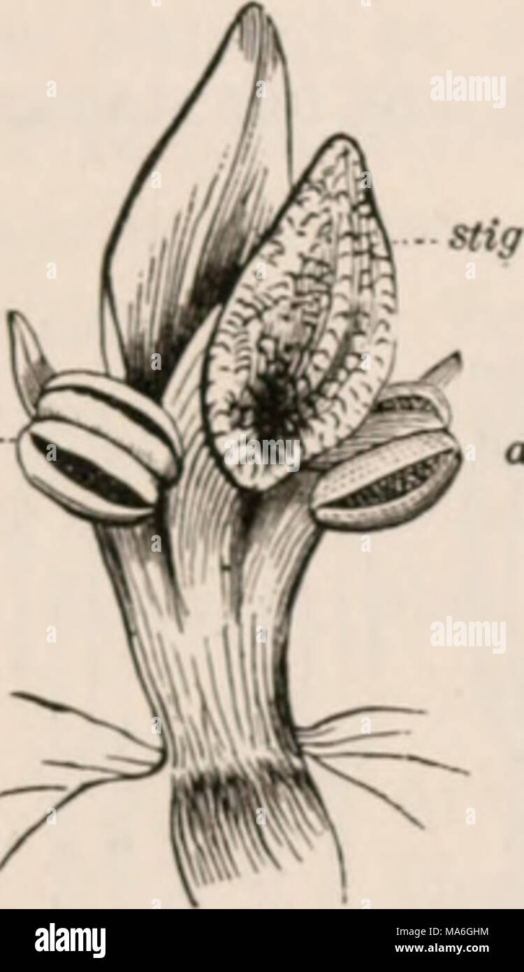 . The elements of botany for beginners and for schools Stock Photo - Alamy