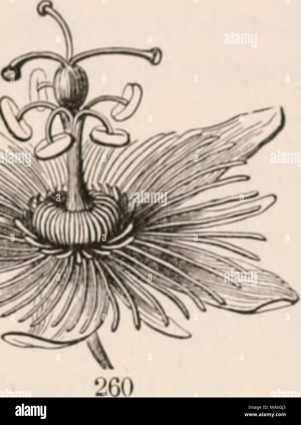 . The elements of botany for beginners and for schools Stock Photo - Alamy