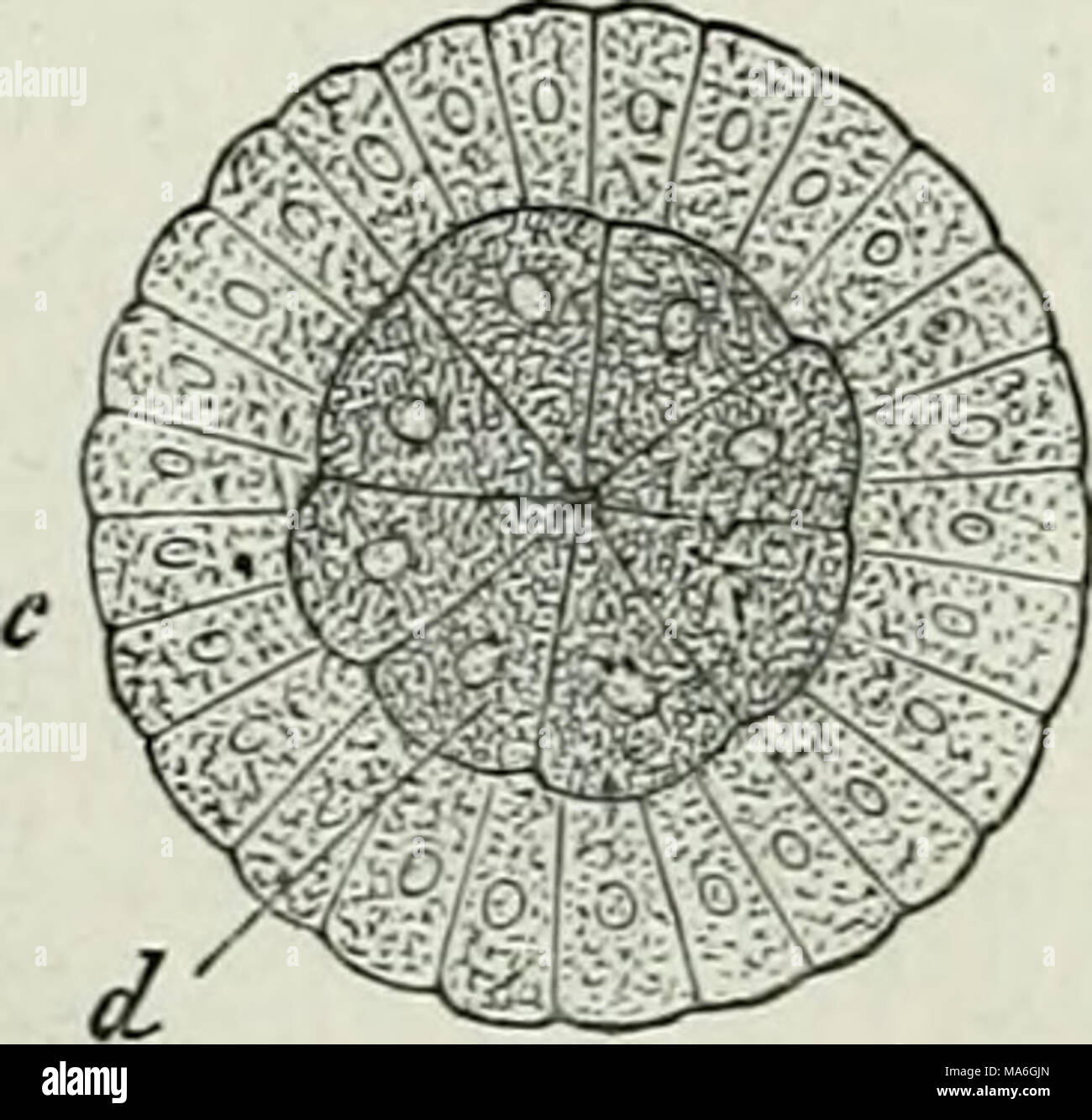 . Elements of Comparative Anatomy Stock Photo - Alamy